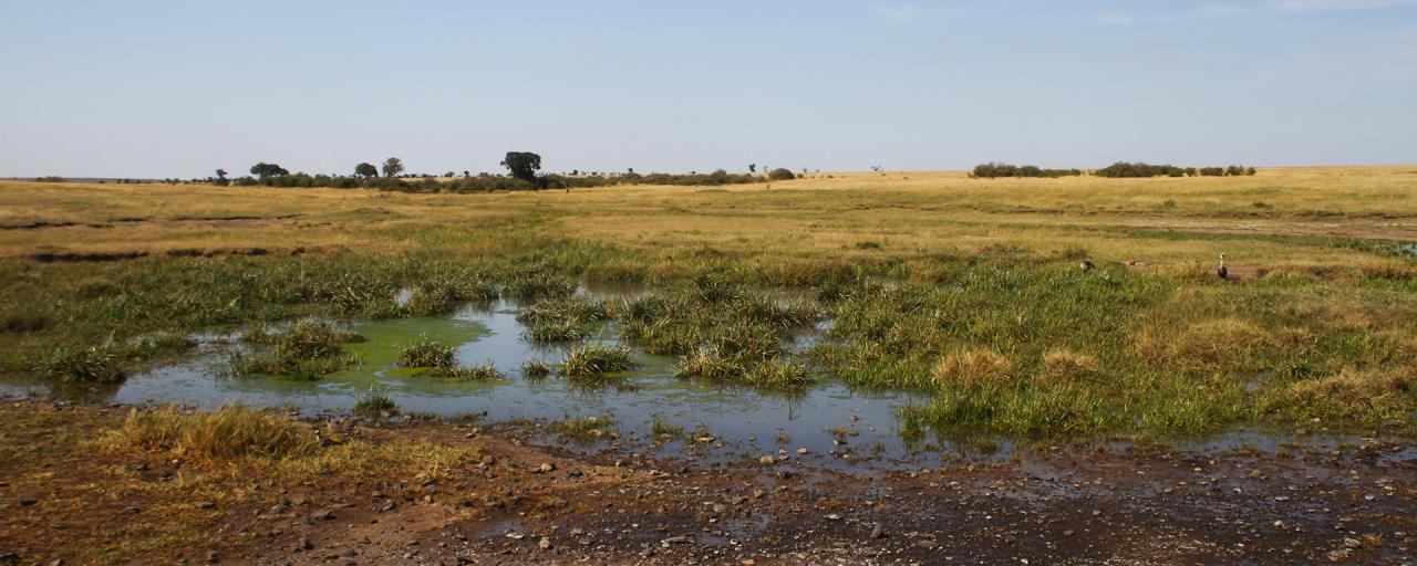 Lemek Conservancy - masai mara nationa reserve