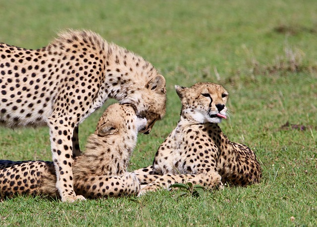 Cheetahs in Masai Mara - masai mara cheetahs , masai mara wildlife