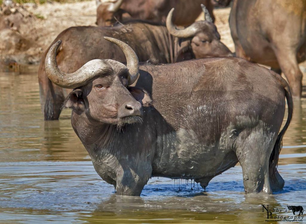 Top 12 Animals in Kenya and Where to See Them | Kenya Safaris