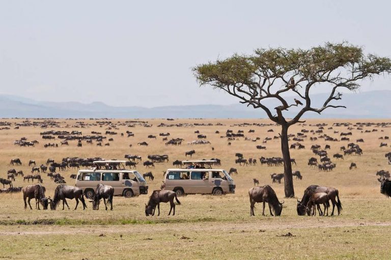 6 Days Masai Mara and Amboseli Safari - Maasai Mara National Reserve