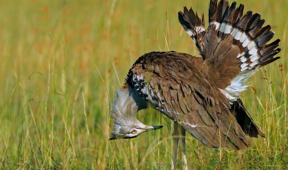 Bird list in masai mara north conservancy - masai mara birds