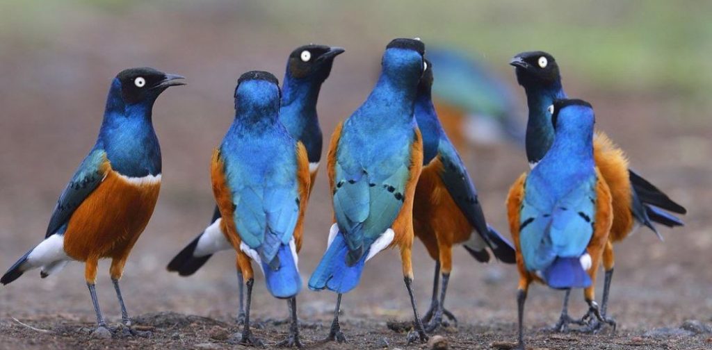Bird list in masai mara north conservancy - masai mara birds