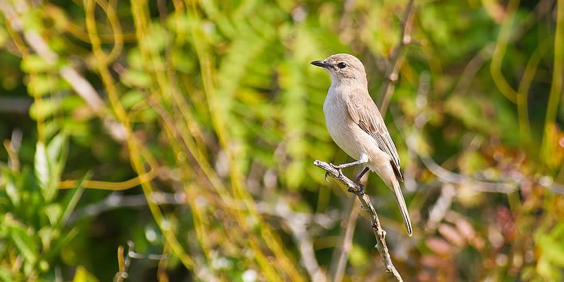 5 Days Kenya Birding Safari | Kenya Safari Tours | Explore Kenya