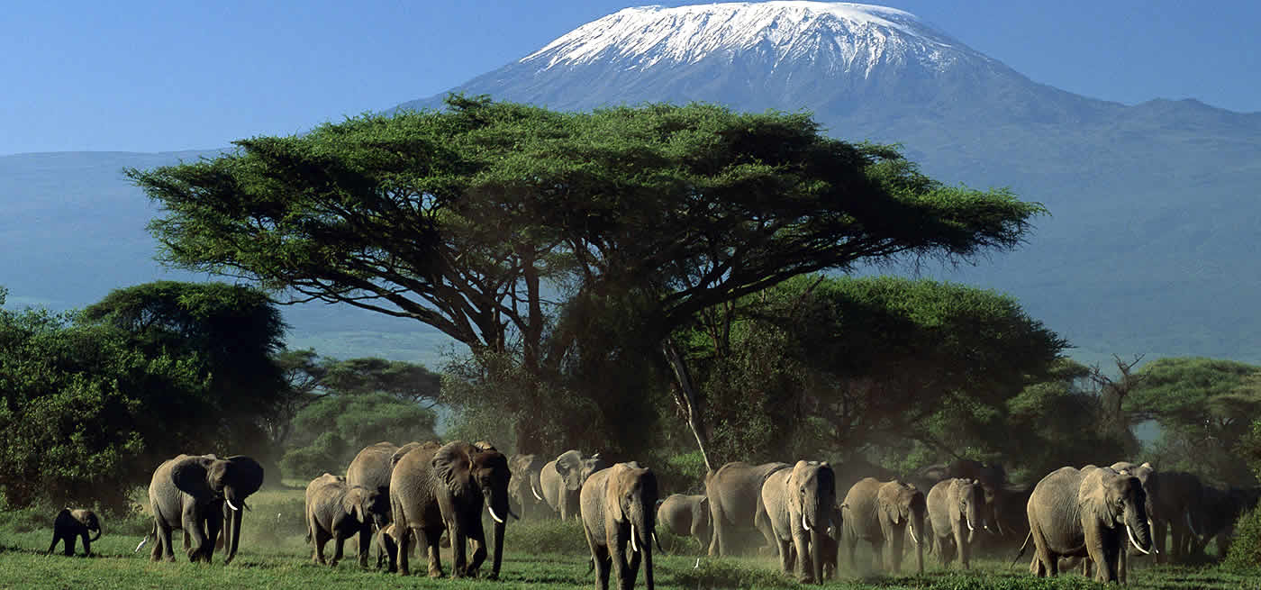 6 Reasons To Visit Amboseli National Park Kenya Safari Adventures