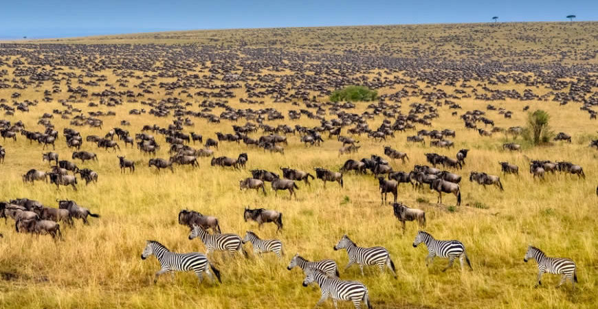 Best tips for viewing the great migration in Maasai mara national reserve