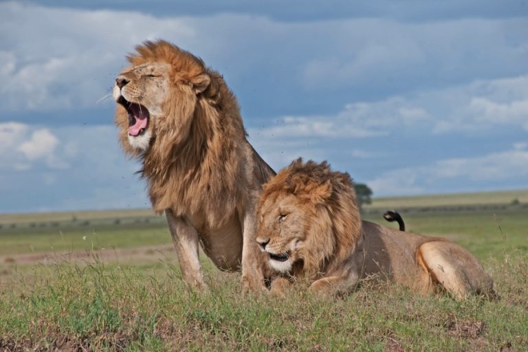 Why is Maasai Mara Africa’s premier wildlife destination | Kenya Safaris