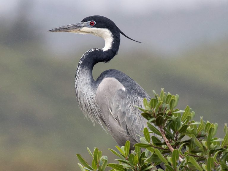 Common Birds of Maasai Mara | Kenya Birding Safaris Tours