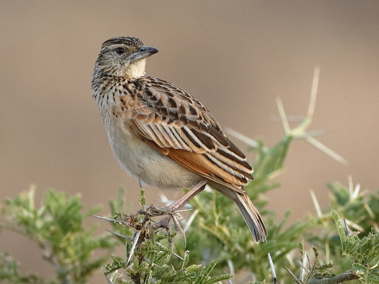 Common Birds of Maasai Mara | Kenya Birding Safaris Tours