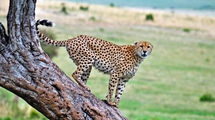 Common and rarest animals in Maasai Mara National Reserve