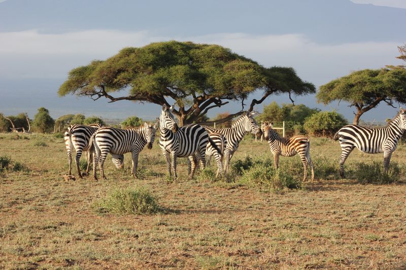 Mara Paran Camp | Maasai Mara Safaris | Kenya Safaris Tours