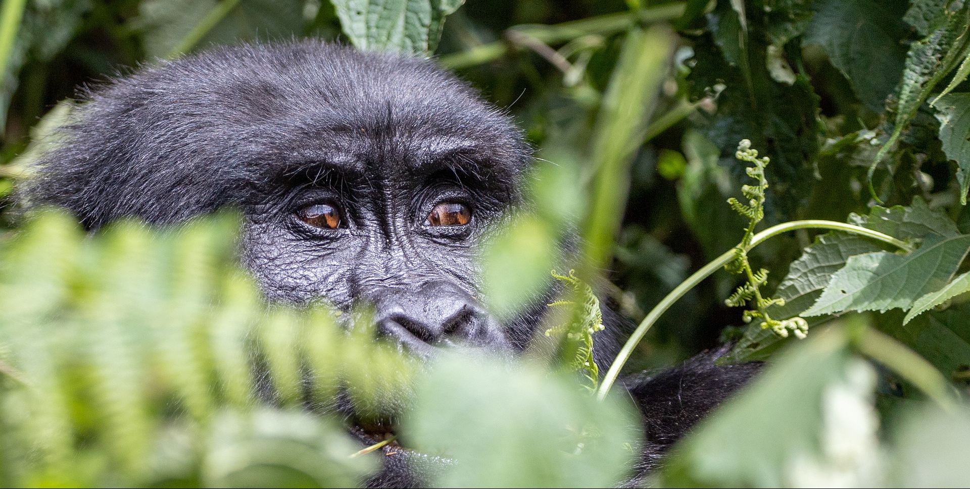 7 days Maasai Mara wildlife and Rwanda gorilla safari