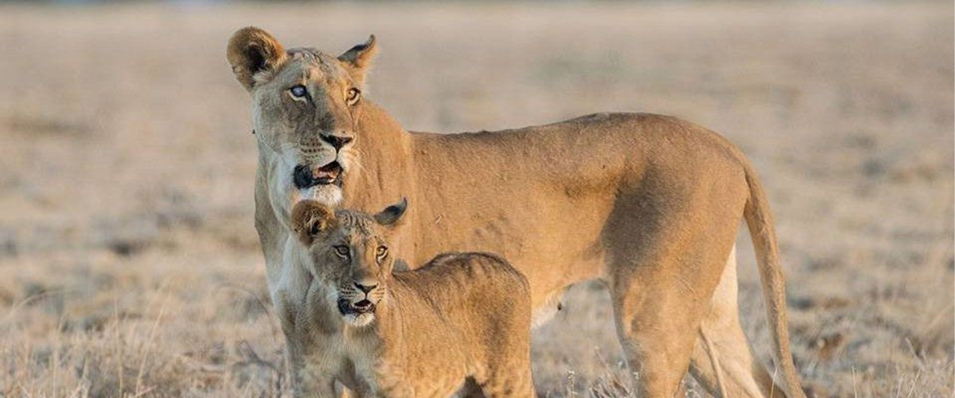 Are there lions in Shaba National Reserve? | Kenya Safaris