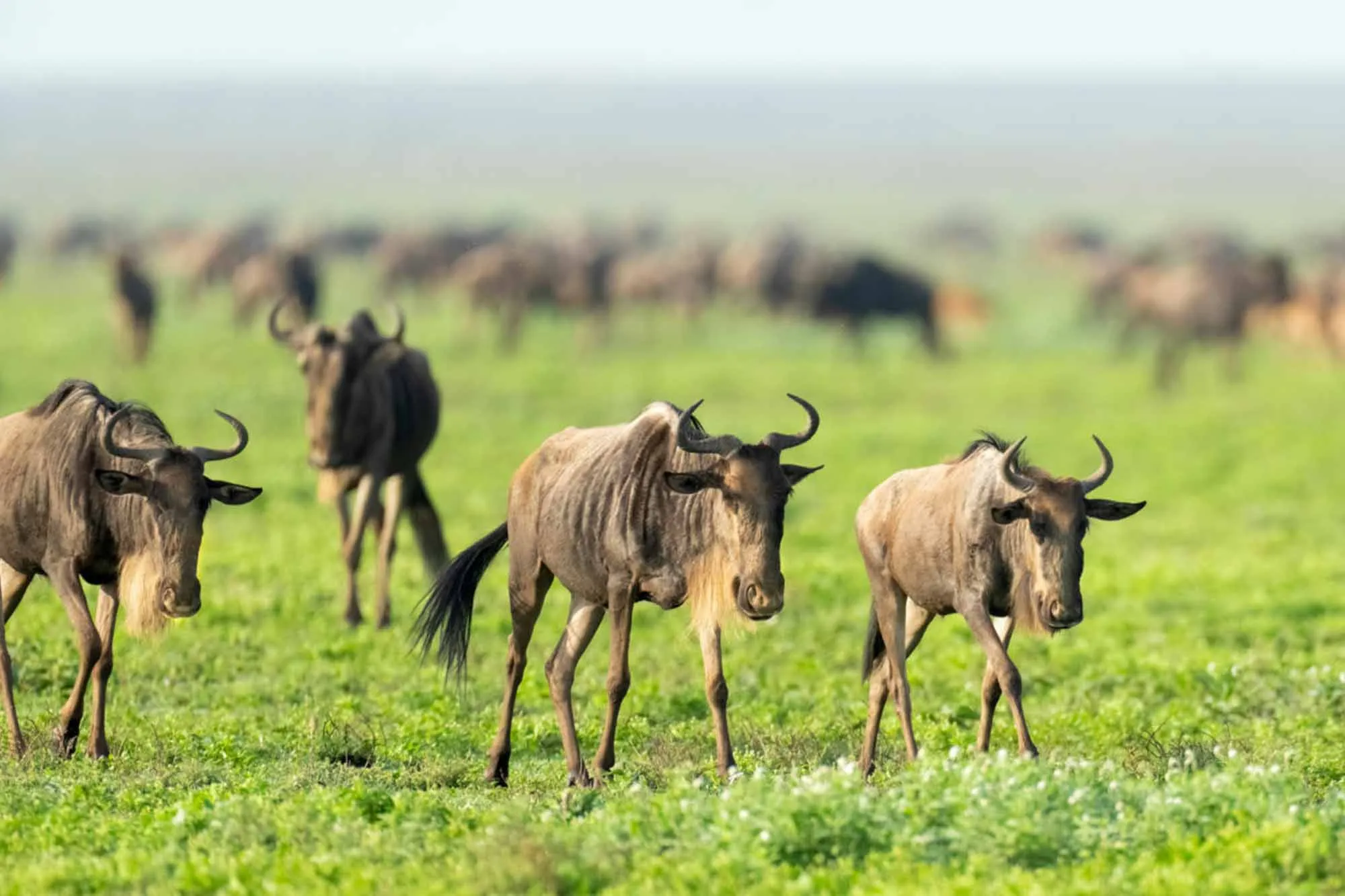 Masai Mara Animals list | Animals in Maasai Mara | Wildlife Tours